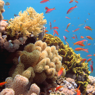 koraal - Healthylives.nl